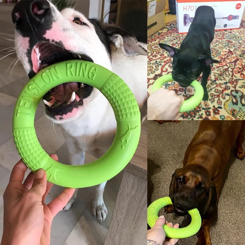 טבעת זריקה לכלב קטן ובינוני Throwing training ring for small medium dogs